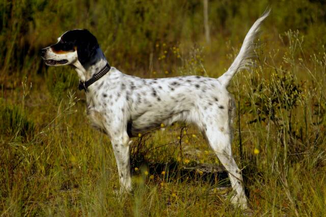 English Setter puppies for sale