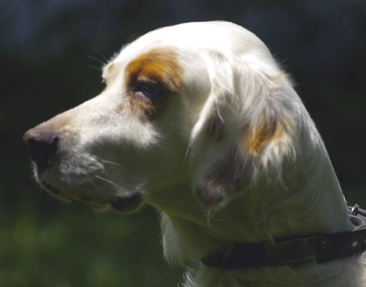 English Setter Stud Dogs, EnglishSettersAtStud, Breedeing ...