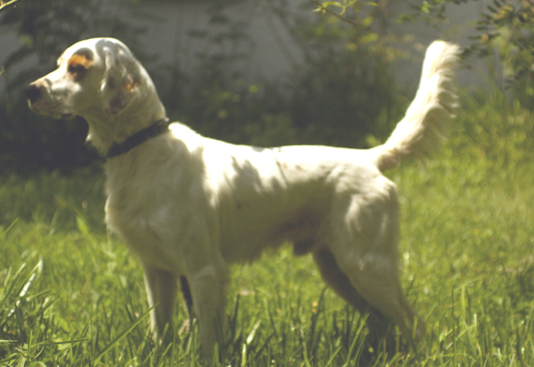 English Setter Stud Dogs, EnglishSettersAtStud, Breedeing ...