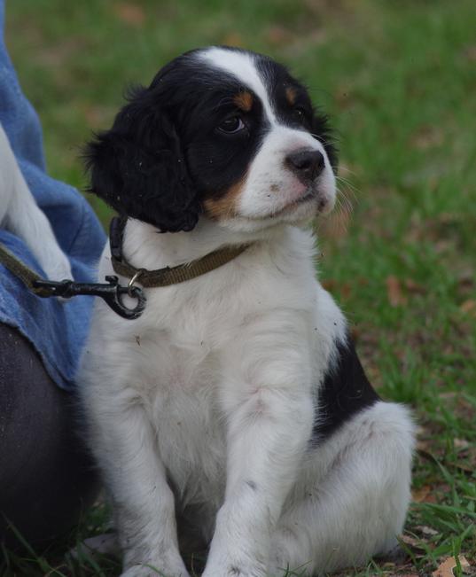 English Setter puppies for sale
