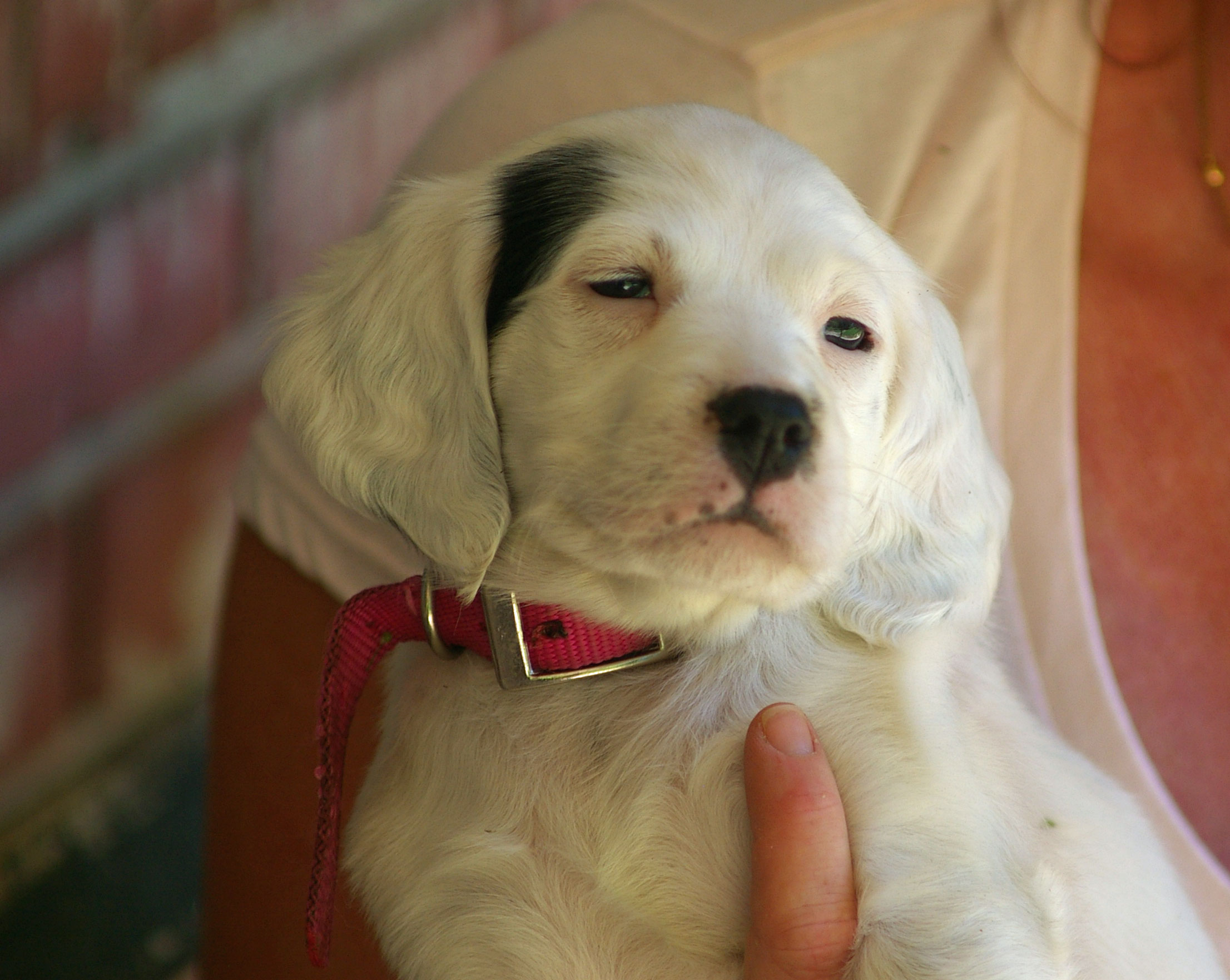 English Setter puppies for sale