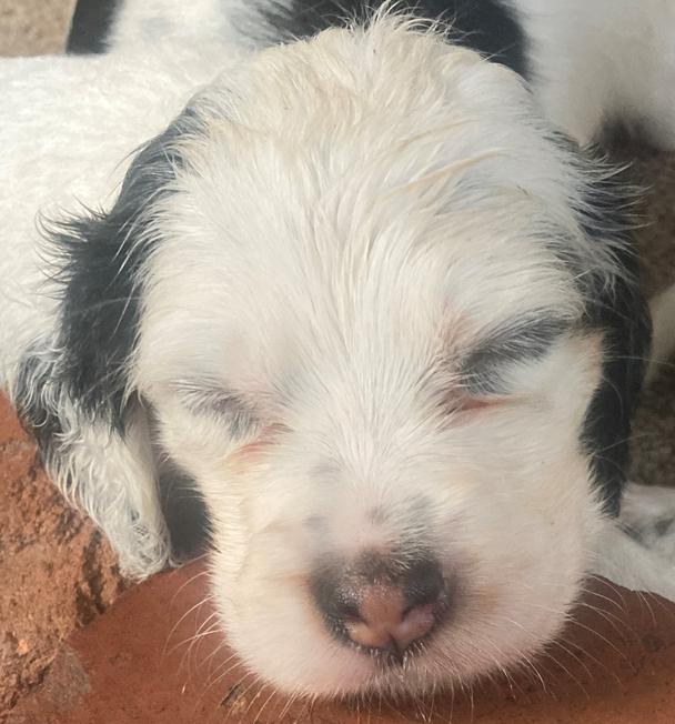 English Setter puppies for sale