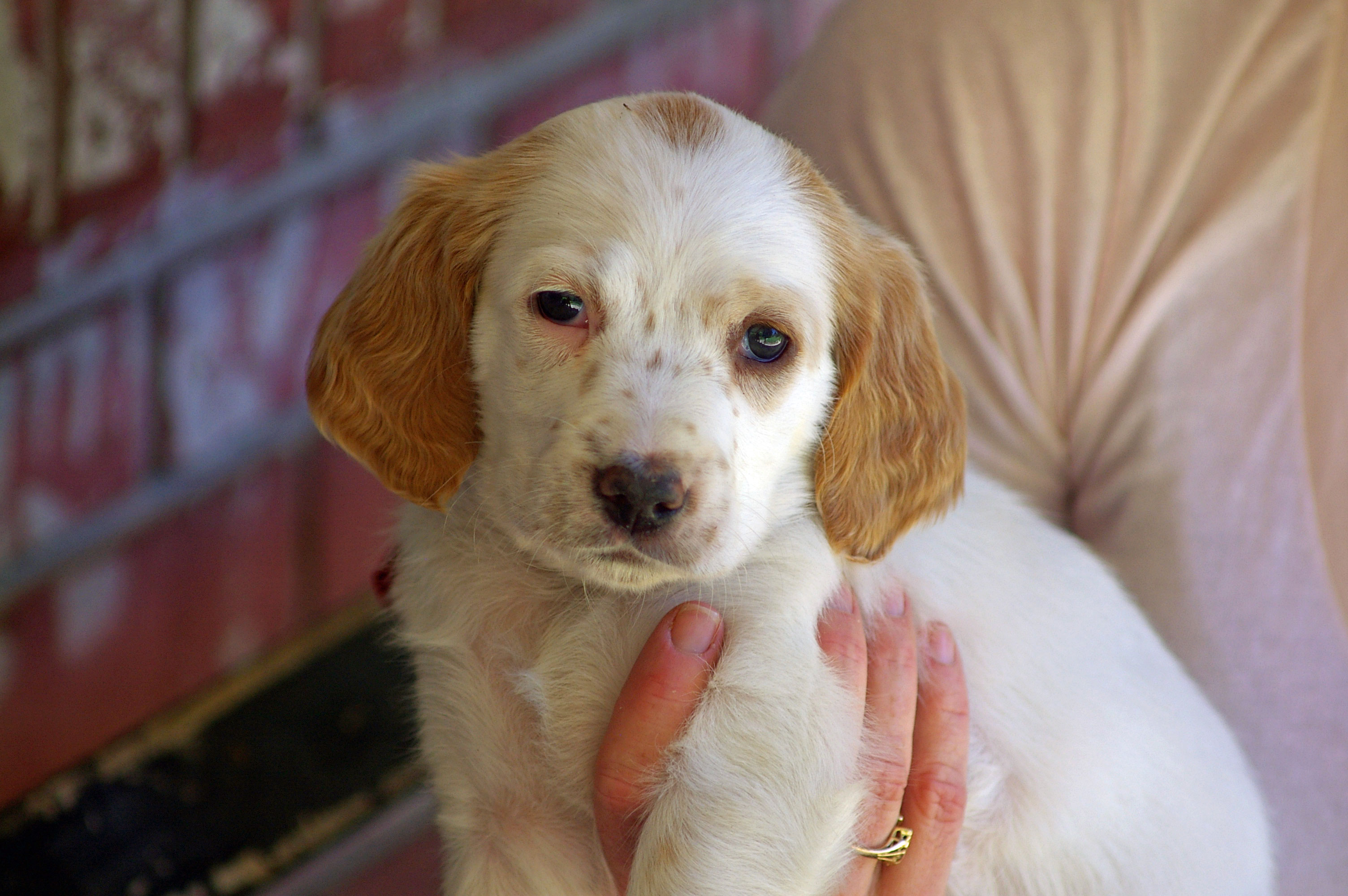 English Setter puppies for sale