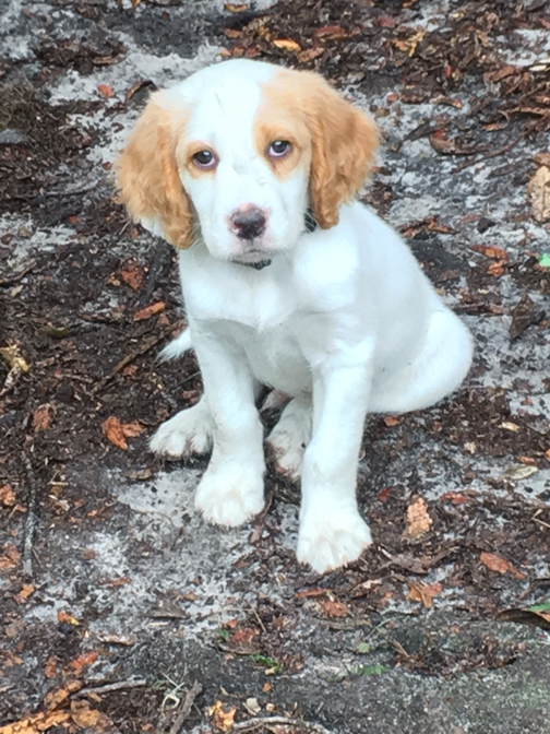 English Setter puppies for sale