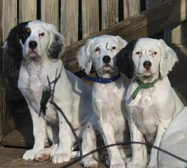 English Setter puppies for sale