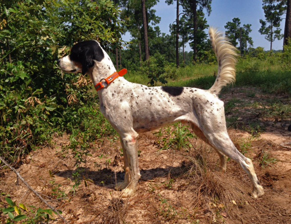 English Setter puppies for sale